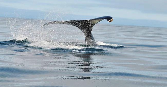 Whale Watching in Cape Cod: Best Seasons & Species to See