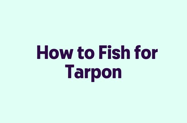 How to Fish for Tarpon