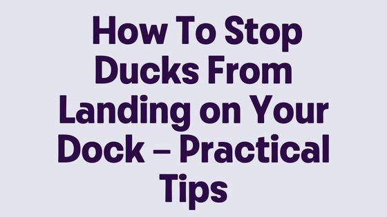 How To Stop Ducks From Landing on Your Dock – Practical Tips