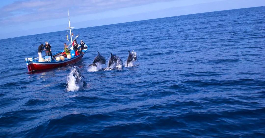 Whale Watching in Liguria, Italy: Best Seasons & Species to See