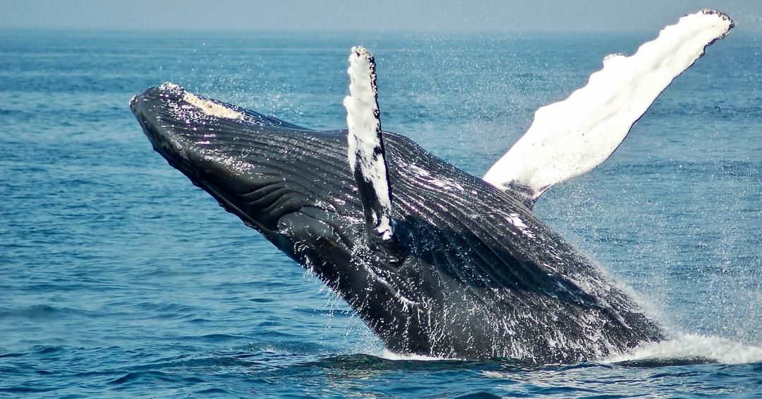 Whale Watching in Virginia Beach: Best Seasons & Species to See