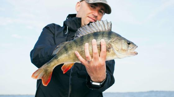 When to Fish for Perch - The Best Times of Year, Angling Tips, and More